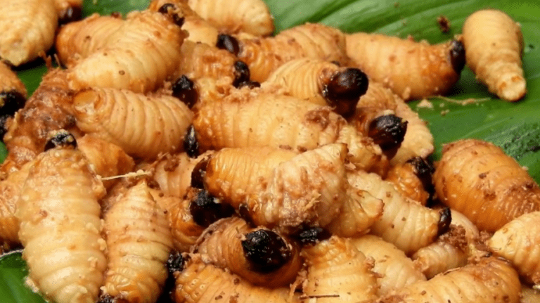 Ulat Sagu: Sumber Protein Alternatif 2 Manfaat Untuk Healthy